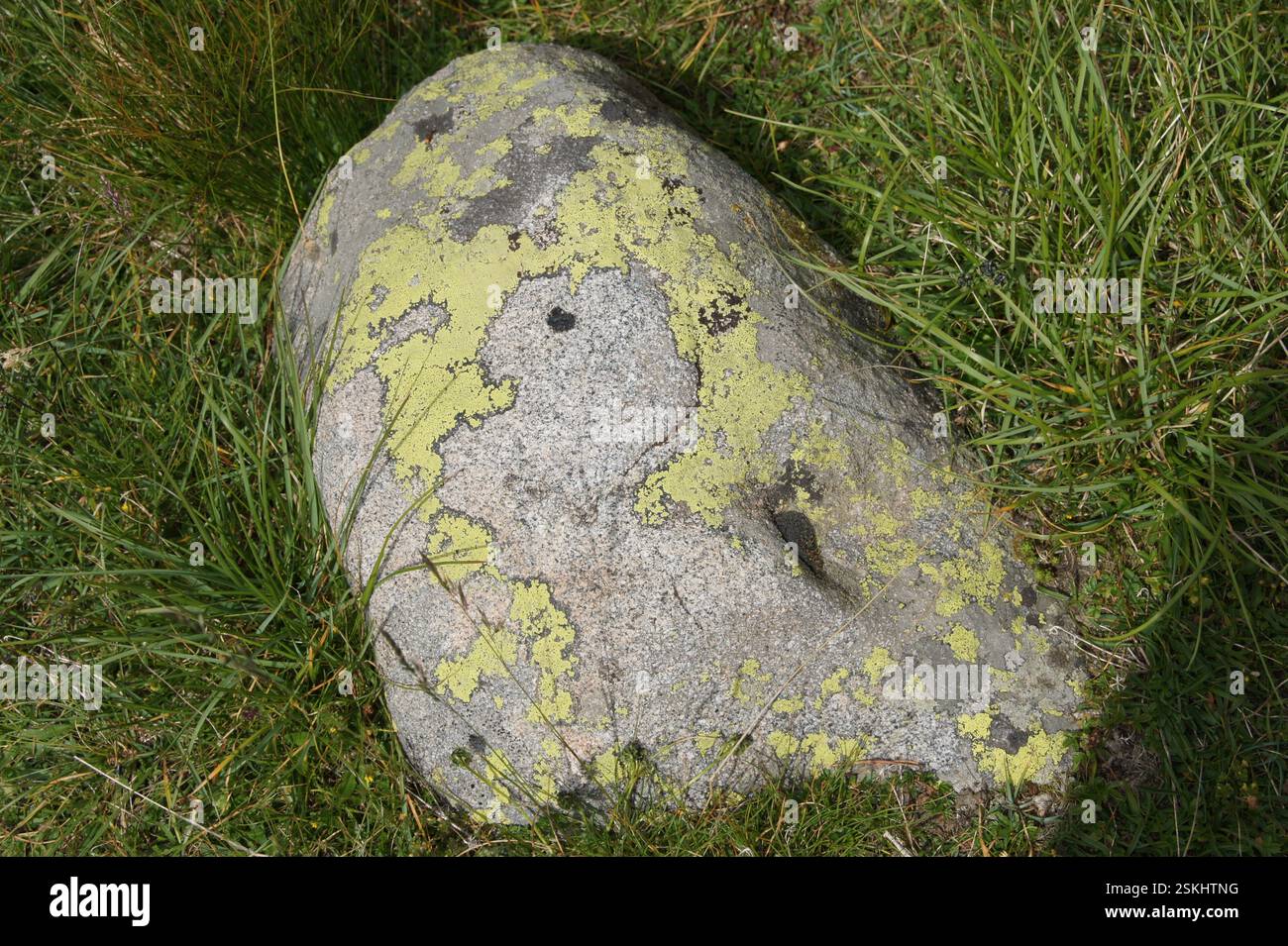 BULGARIA Rock covered in colorful lichens. Lichen thrives in exposed ...