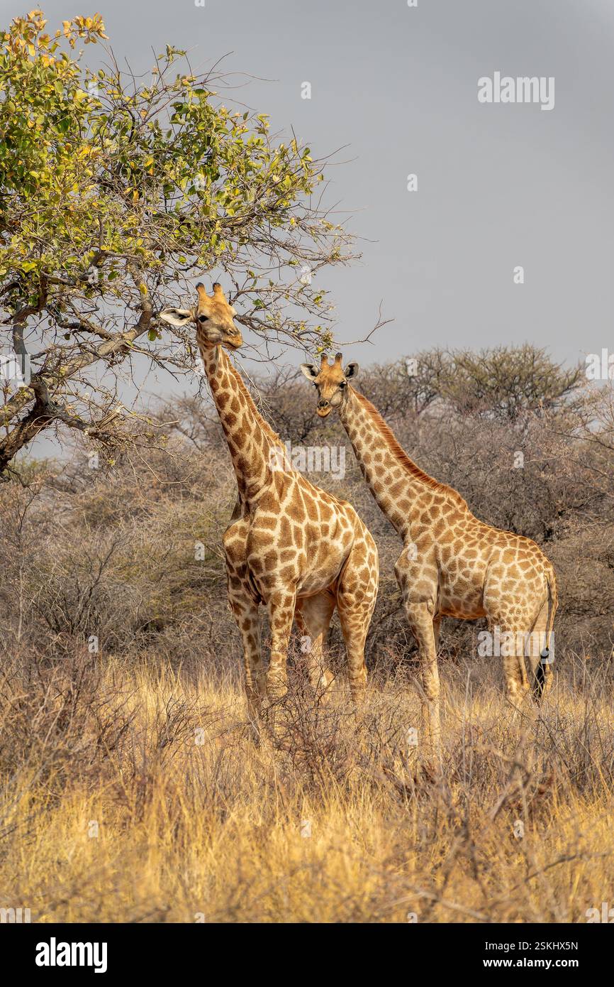 Front view photo of a pair of giraffes near a treein the savanna ...