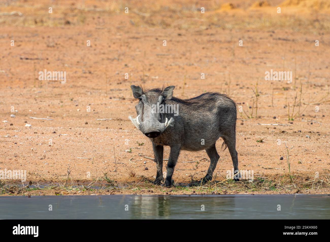 Front view photo of a warthog at a waterhole, wildlife game drive in ...