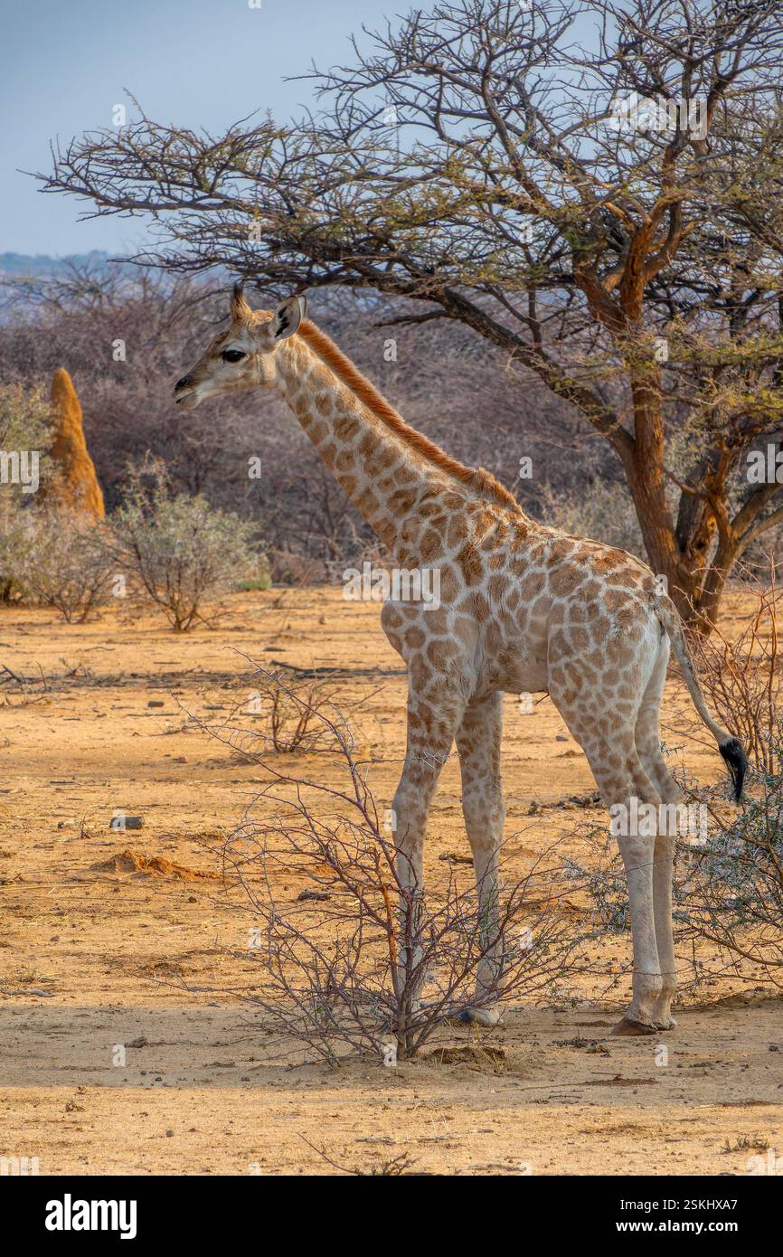 Photo of a cute young baby giraffe in the savanna, wildlife and game ...