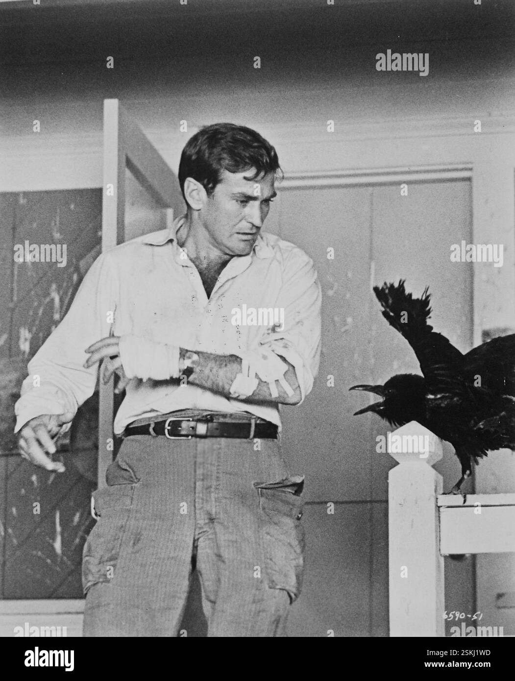 Rod Taylor in "The Birds" 1963#Rod Taylor in "The Birds" 1963 Stock ...