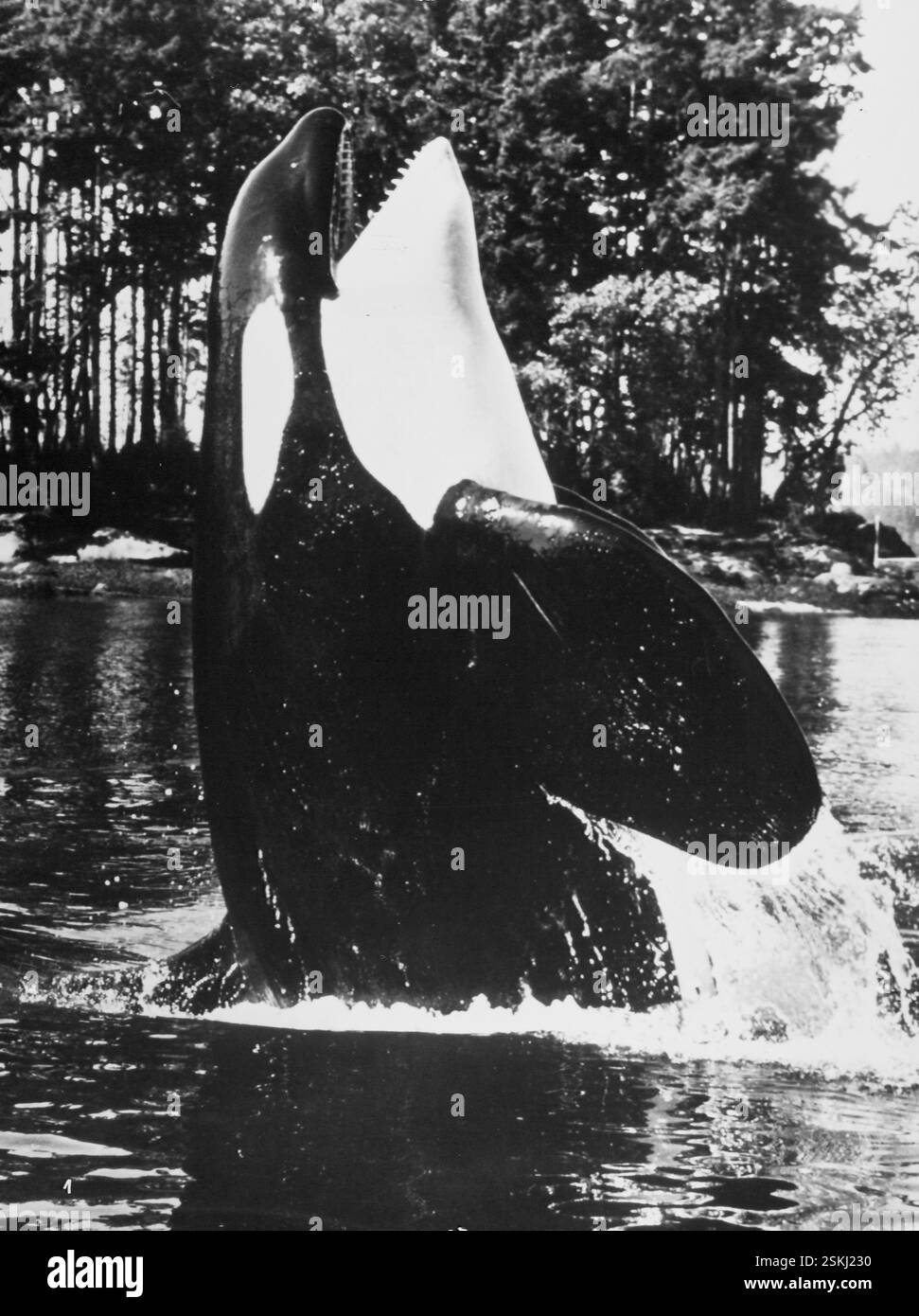 Namu the Killer Whale", Filmszene 1966#"Namu the Killer Whale", Movie ...