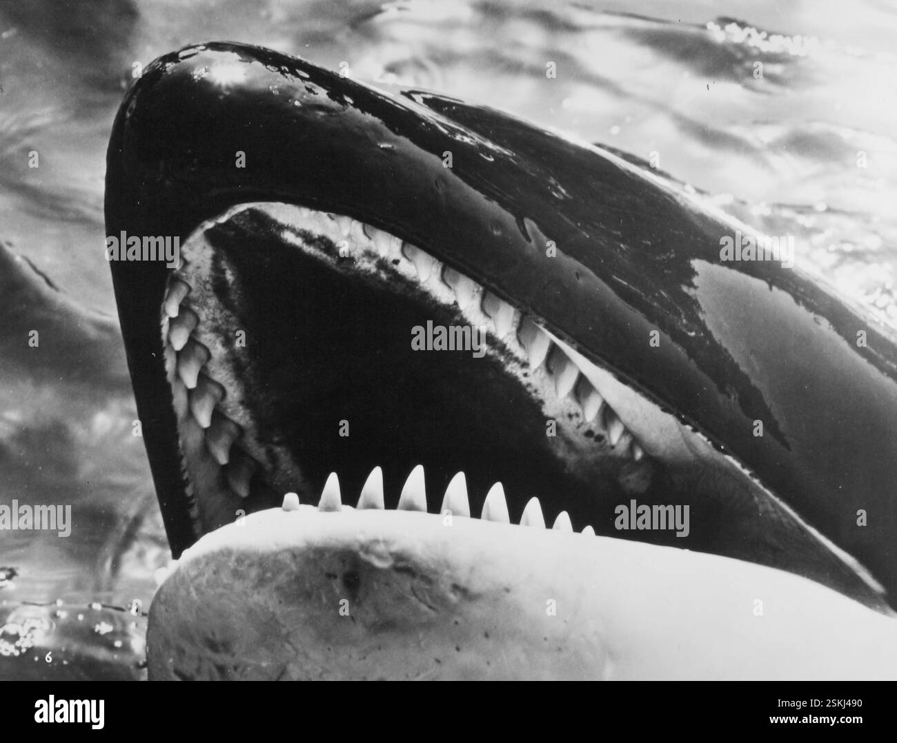 Namu the Killer Whale", Filmszene 1966#"Namu the Killer Whale", Movie ...