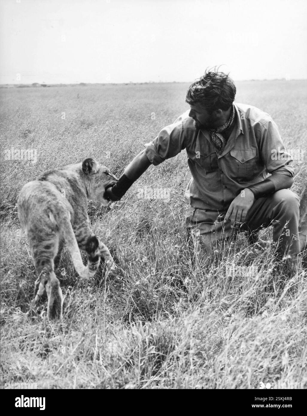 Bill Travers in "Born Free" 1966#Bill Travers in "Born Free" 1966- RDB BY DUKAS Stock Photo - Alamy