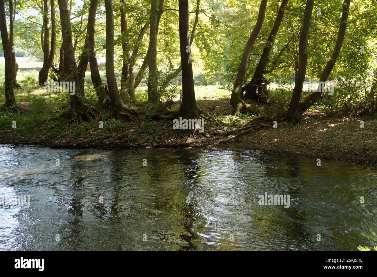 Riverbank, Bulgaria. Trees line the edge of a calm river, their roots ...