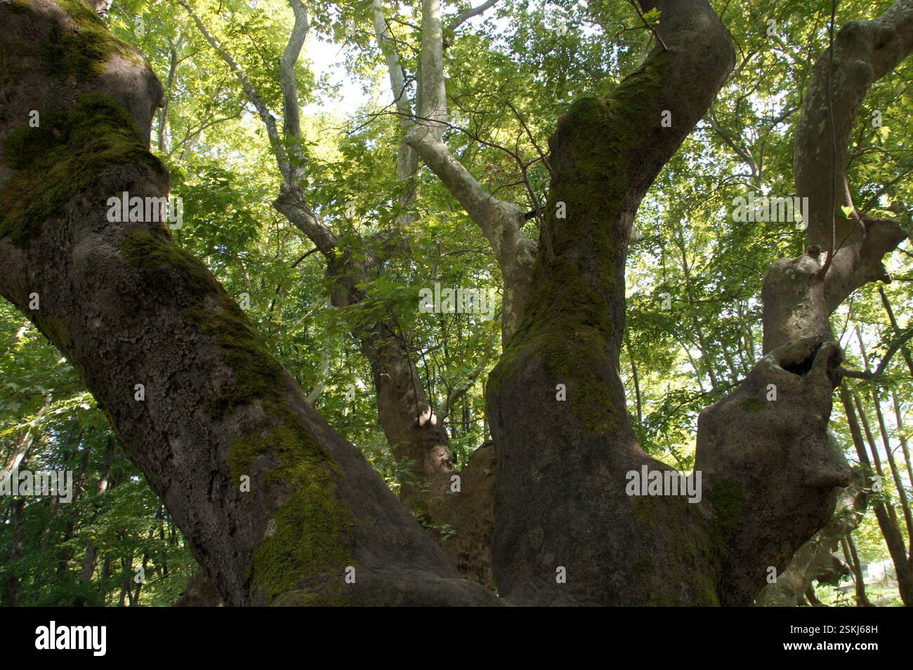 Ancient tree BULGARIA twisted branches moss-covered bark sunlight ...