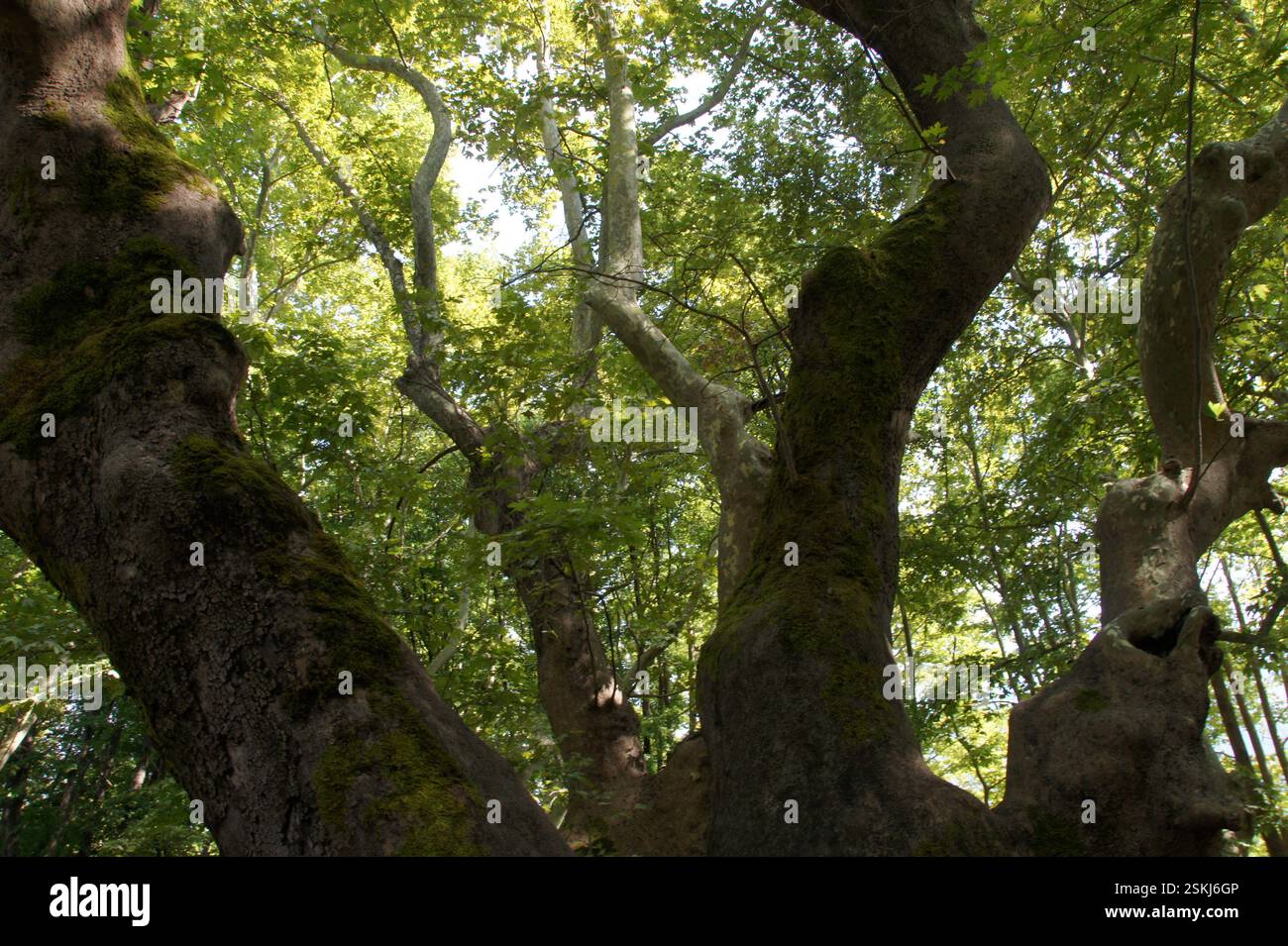 Ancient Trees BULGARIA Moss-covered branches reach towards the sky ...