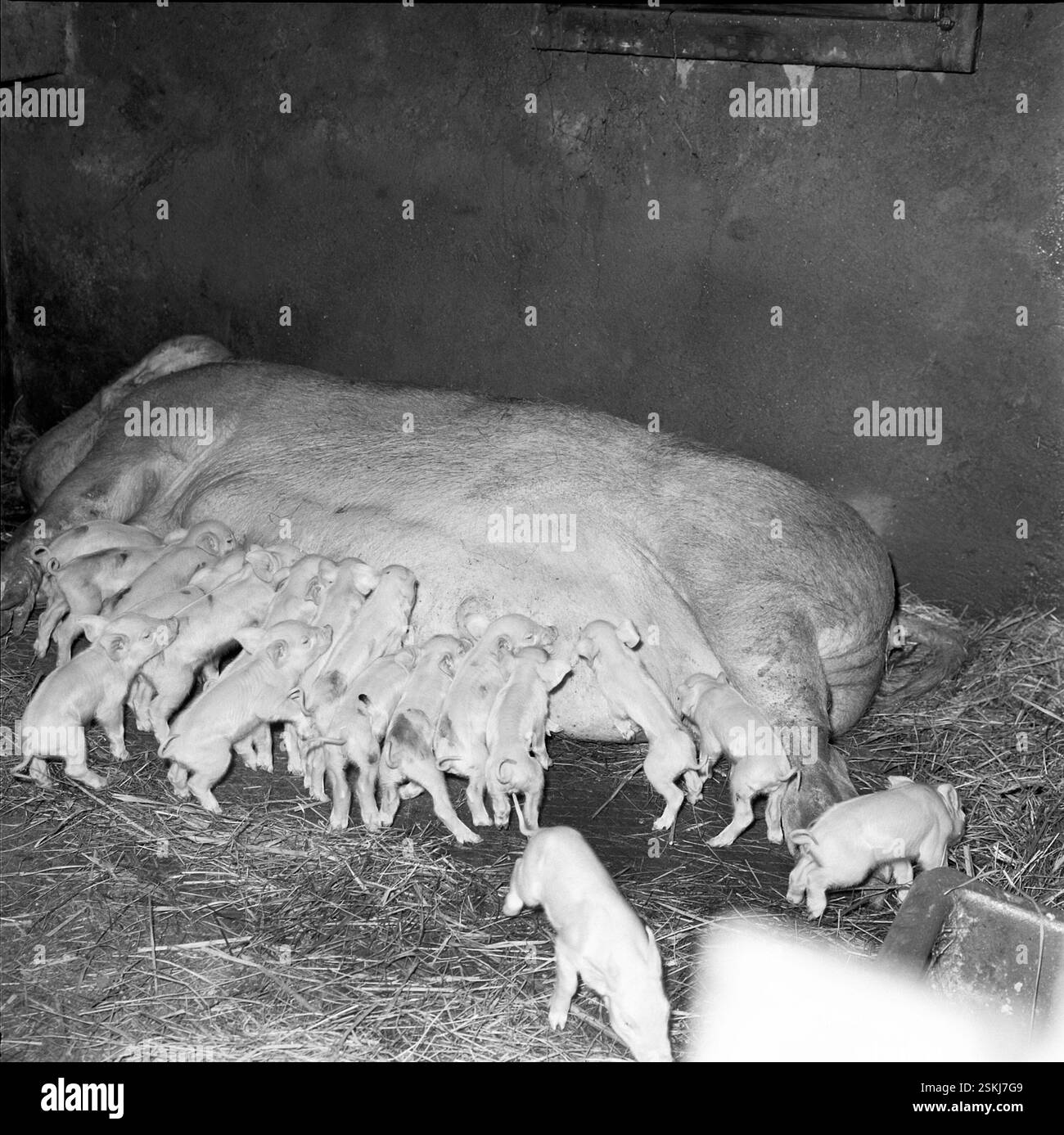Sau in Näfels 1969: 23 Ferkel geworfen#Sow in Naefels gave birth to 23 ...