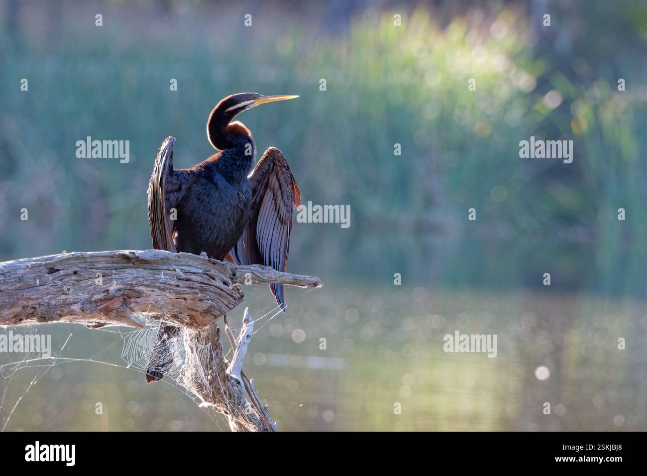 Australian darter hi-res stock photography and images - Alamy
