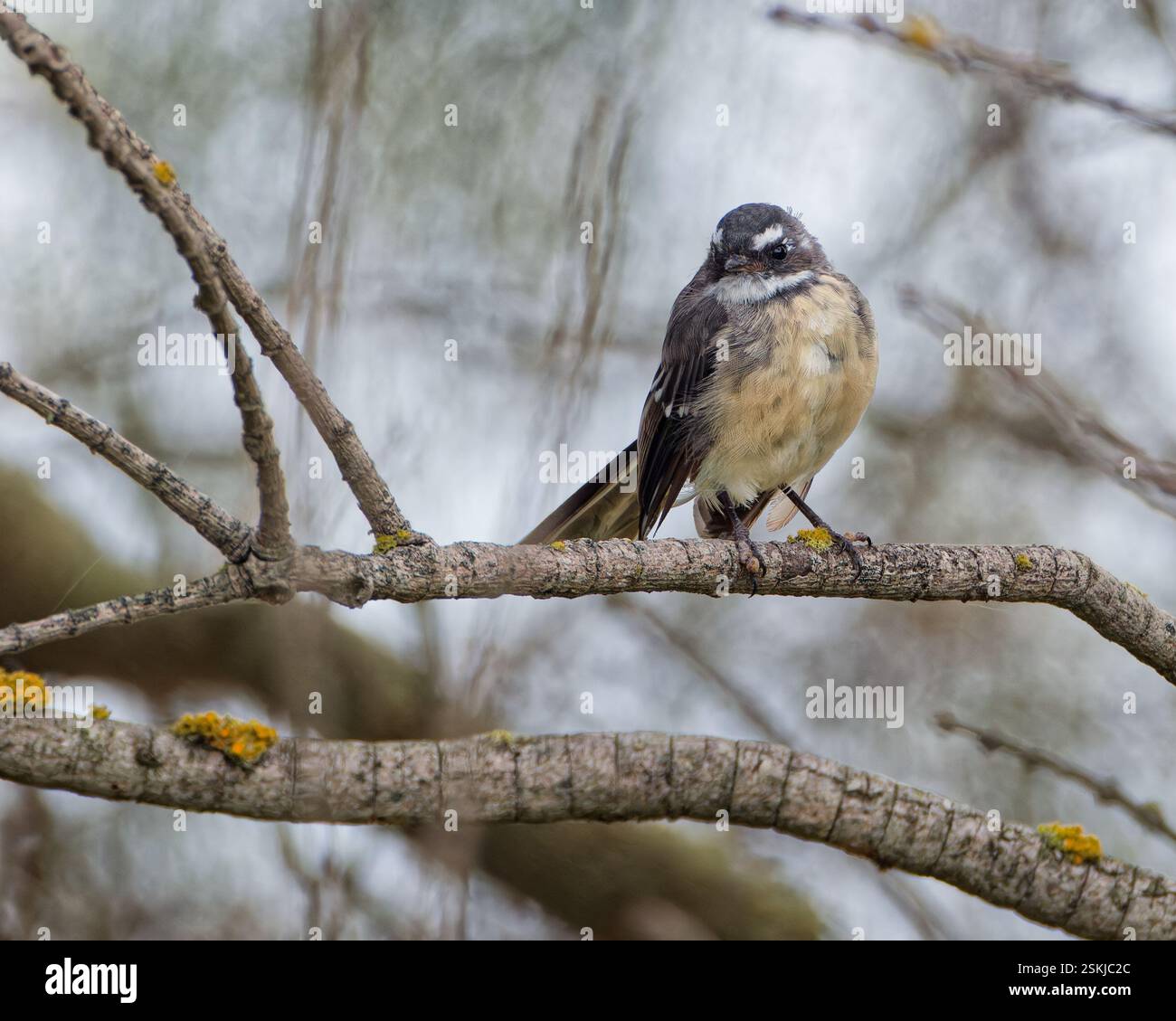 Fantail australia hi-res stock photography and images - Alamy
