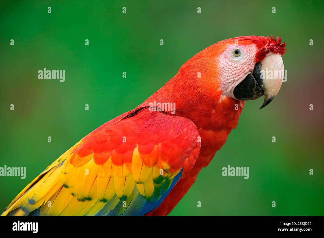 Hybrid Scarlet x Great Green Macaw (Ara macao x militaris), Portrait ...