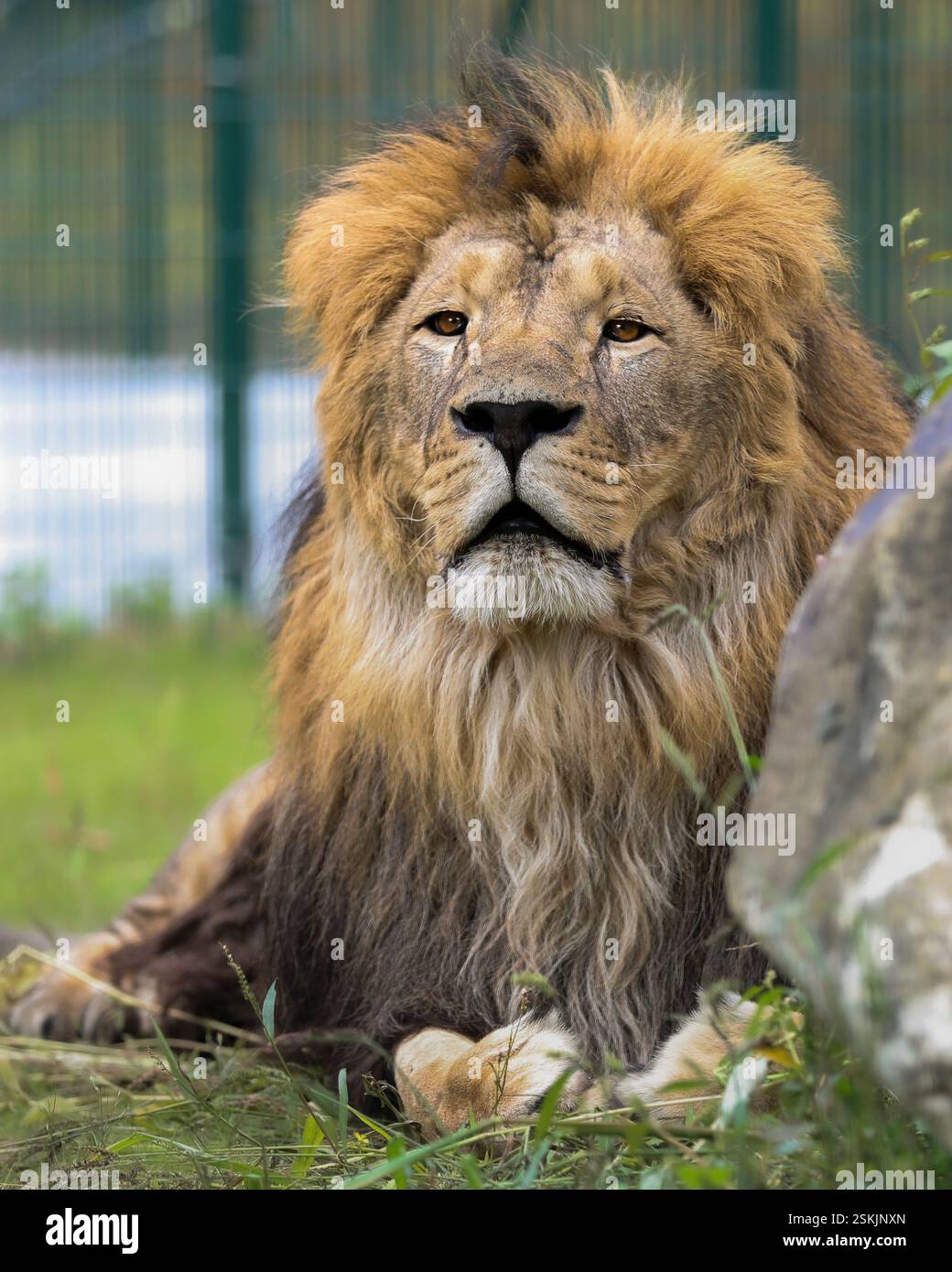 Undated handout photo issued by The Big Cat Sanctuary of Rori, one of ...