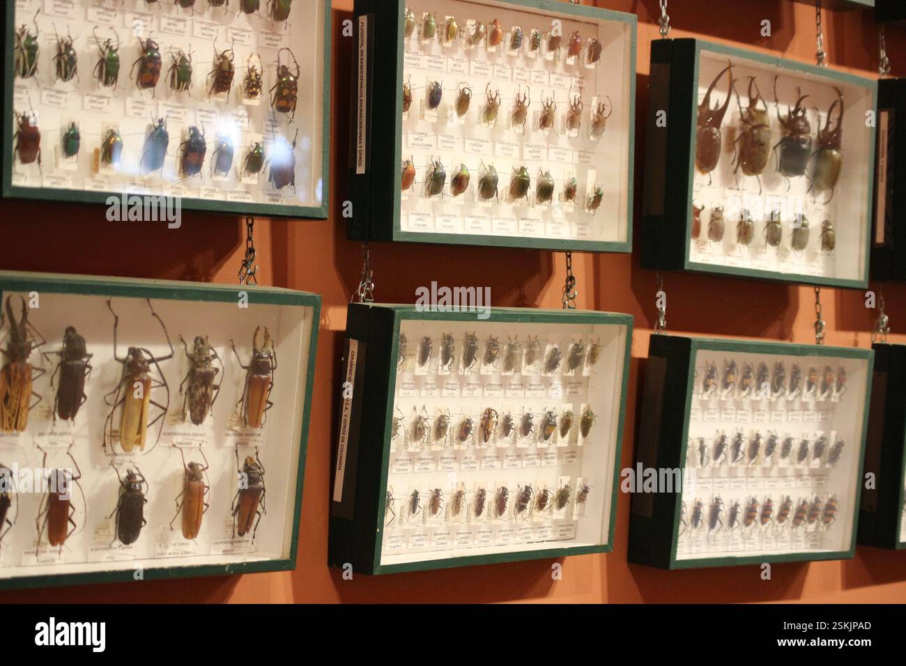 Image of a collection of stuffed insects on display Stock Photo - Alamy