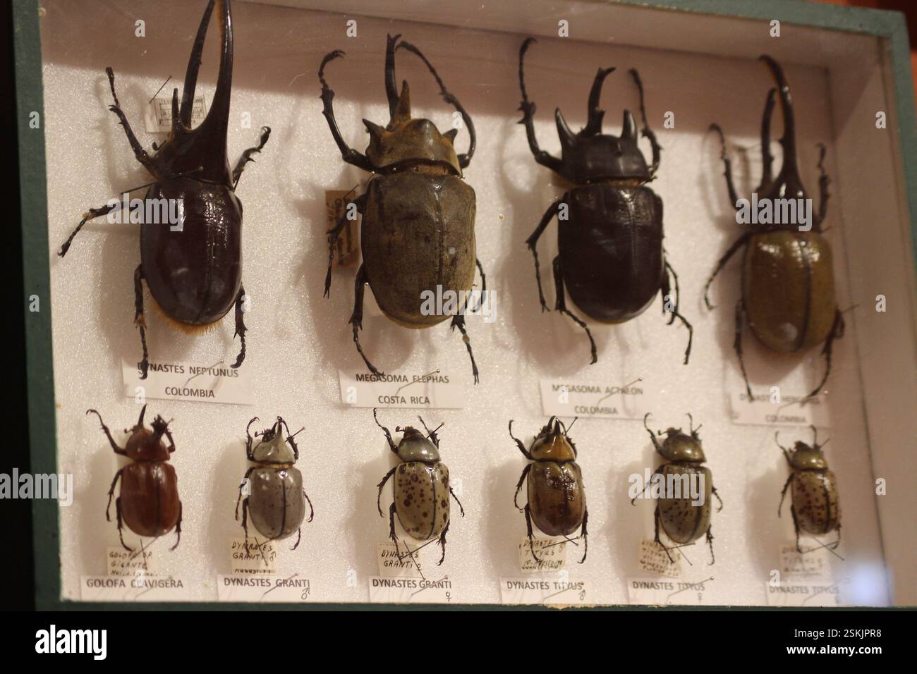 Image of a collection of stuffed insects on display Stock Photo - Alamy