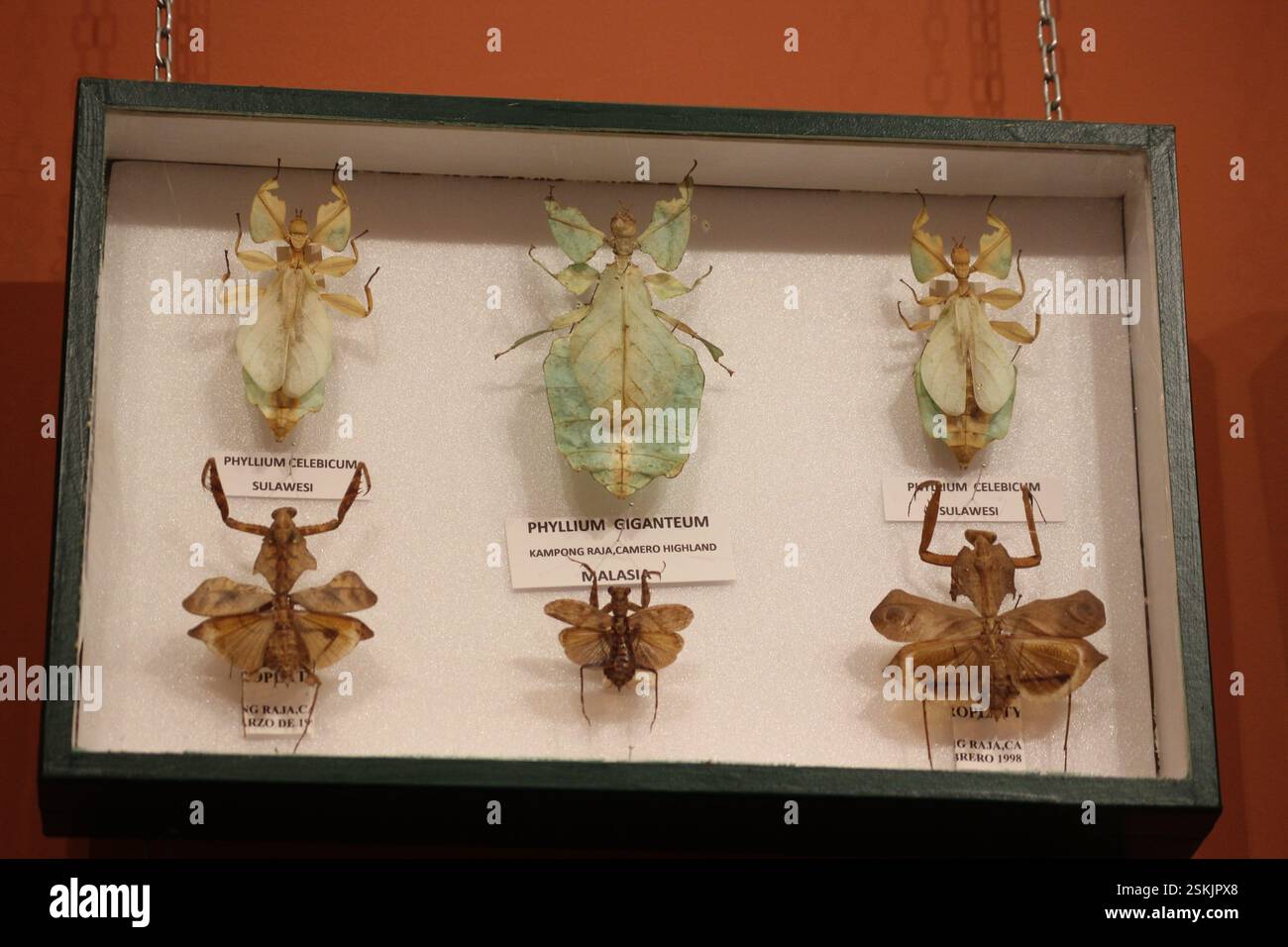 Image of a collection of stuffed insects on display Stock Photo - Alamy