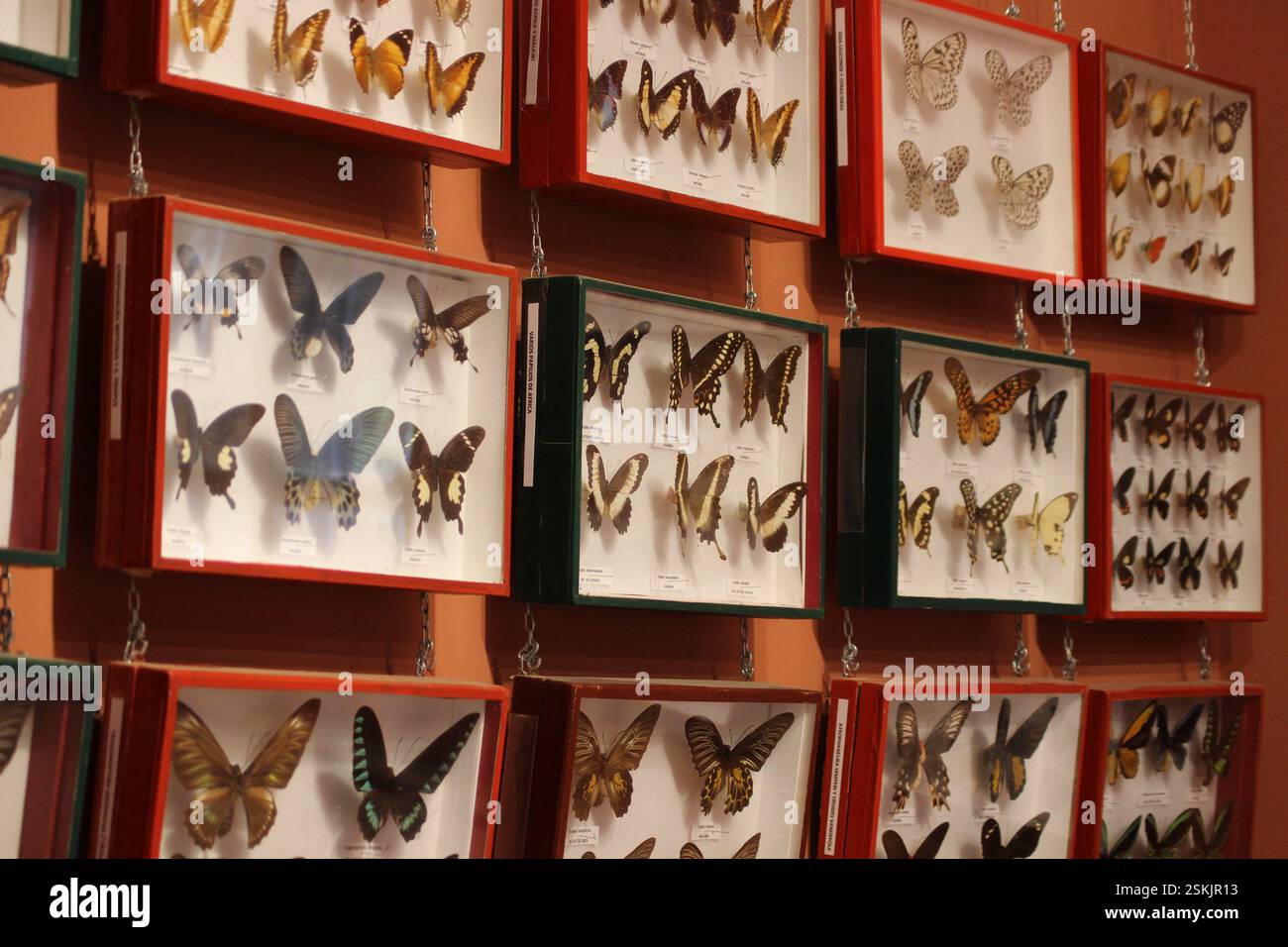 Image of a collection of stuffed insects on display Stock Photo - Alamy