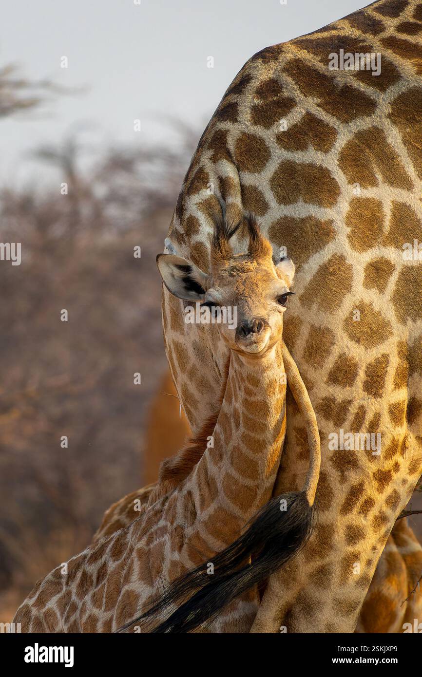 Photo portrait of a cute baby giraffe cuddling her mother, wildlife and ...