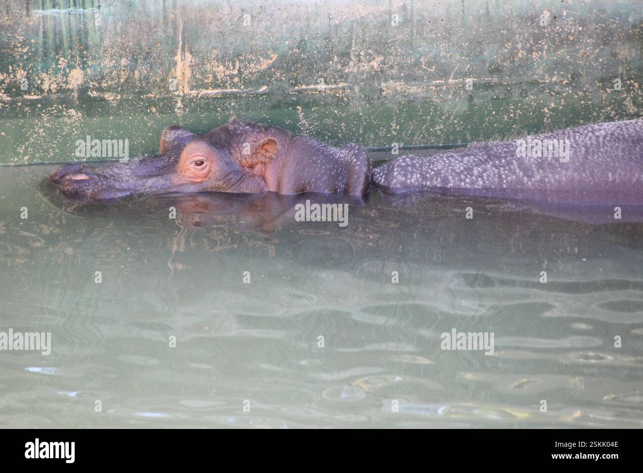 Photograph of a hippopotamus resting in the sun in its zoo enclosure ...