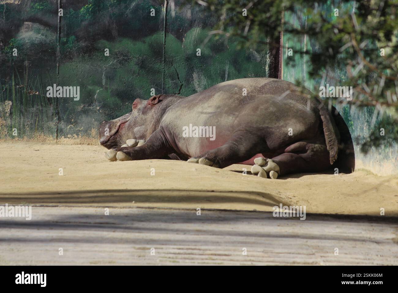 Photograph of a hippopotamus resting in the sun in its zoo enclosure ...