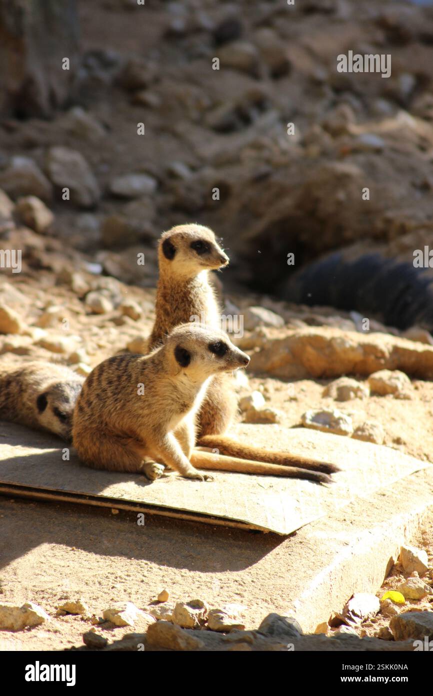 Photo of meerkats sunbathing in their enclosure at the zoo. Wild ...
