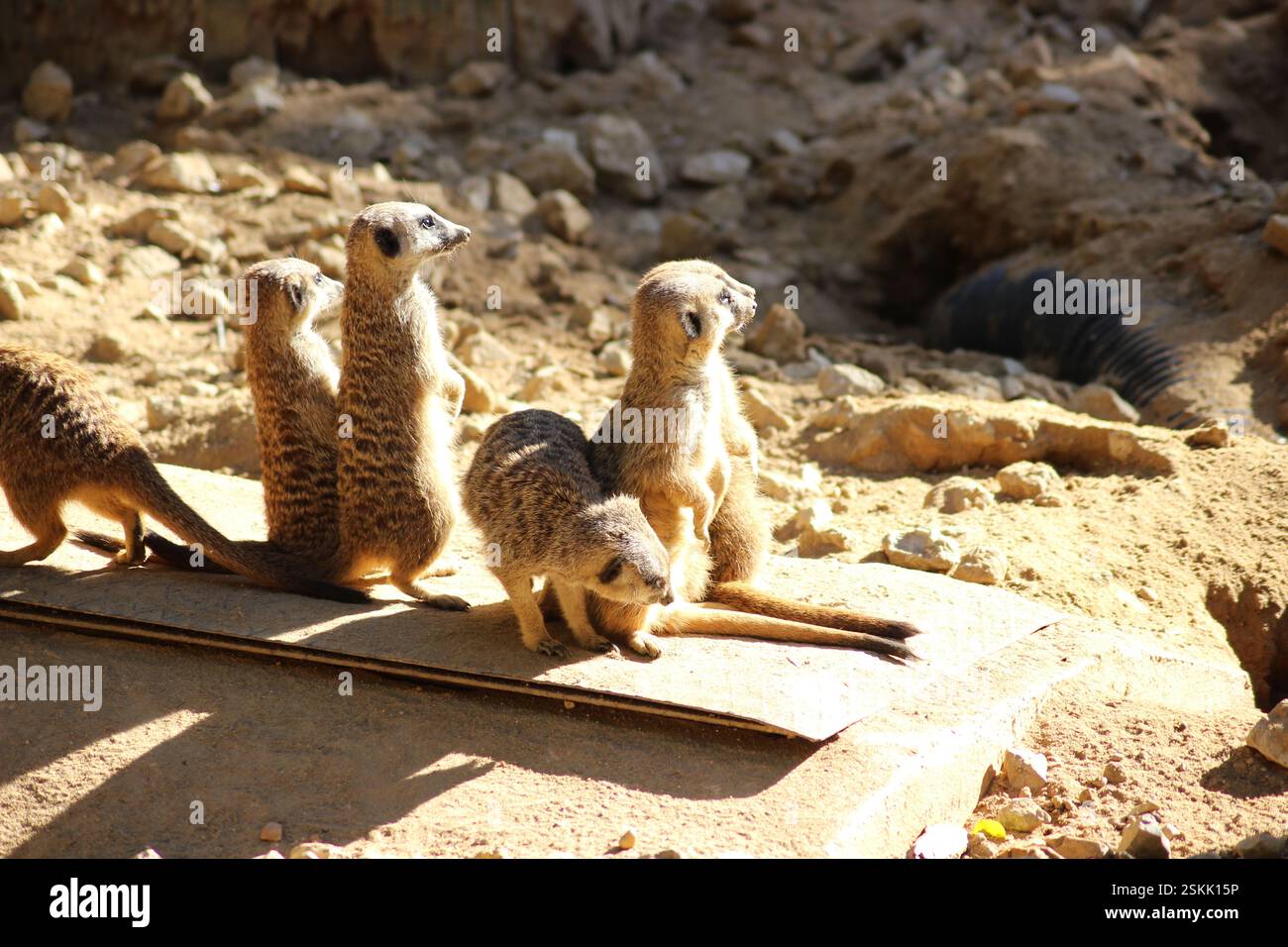Photo of meerkats sunbathing in their enclosure at the zoo. Wild ...
