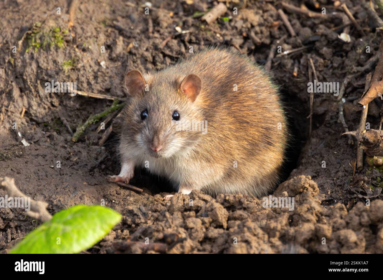 The Brown or Sewer Rat has its origins in Northern China but has spread ...