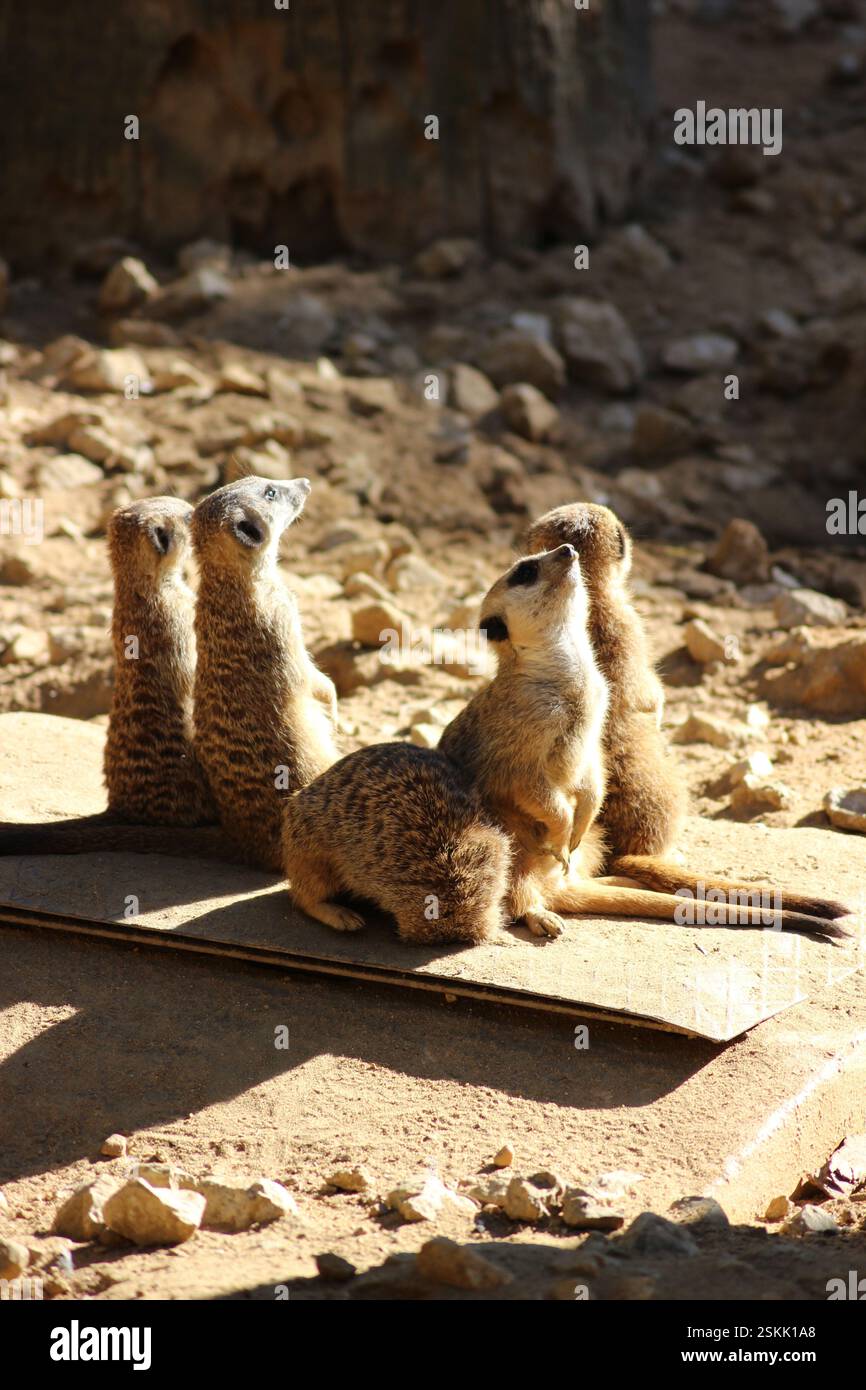 Photo of meerkats sunbathing in their enclosure at the zoo. Wild ...
