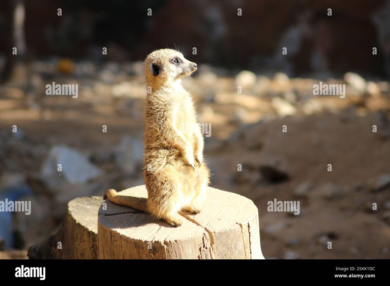 Photo of meerkats sunbathing in their enclosure at the zoo. Wild ...
