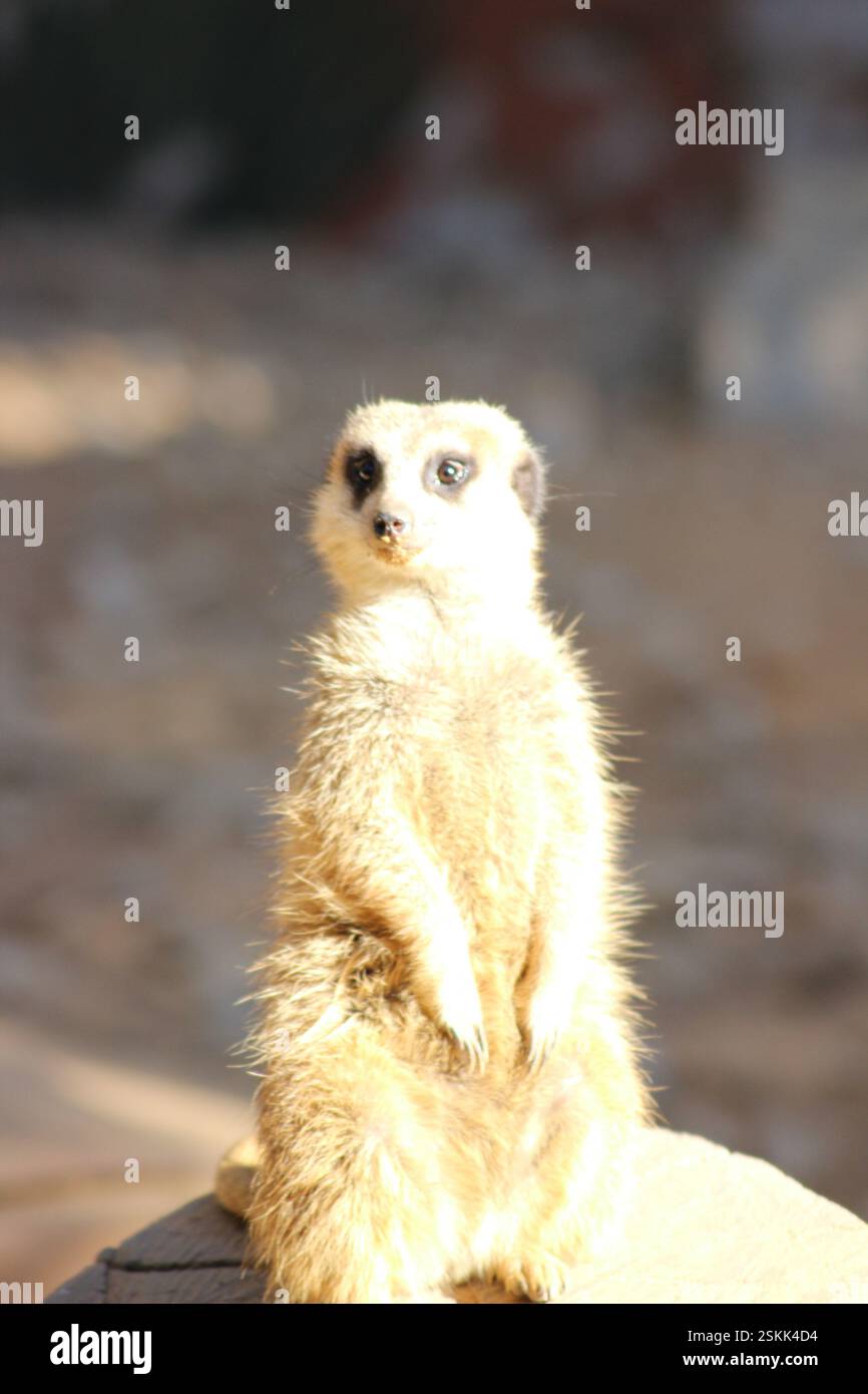 Photo of meerkats sunbathing in their enclosure at the zoo. Wild ...
