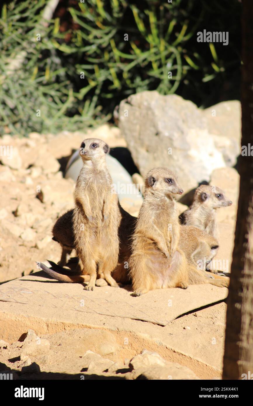 Photo of meerkats sunbathing in their enclosure at the zoo. Wild ...