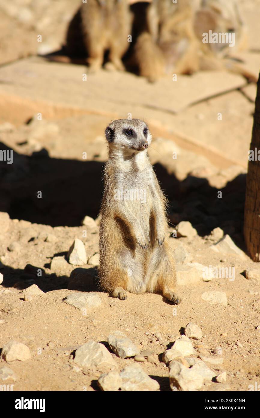 Photo of meerkats sunbathing in their enclosure at the zoo. Wild ...