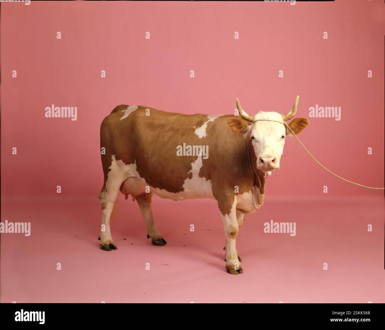 Simmentaler Kuh im Fotostudio#Simmentaler cow in photo studio Stock ...