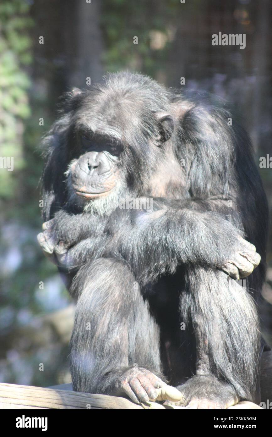 image of a chimpanzee ape sitting, sunbathing Stock Photo - Alamy