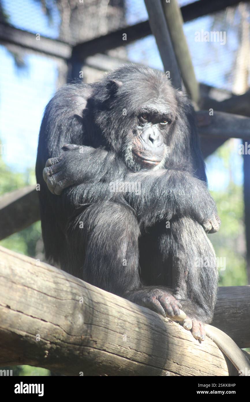 image of a chimpanzee ape sitting, sunbathing Stock Photo - Alamy