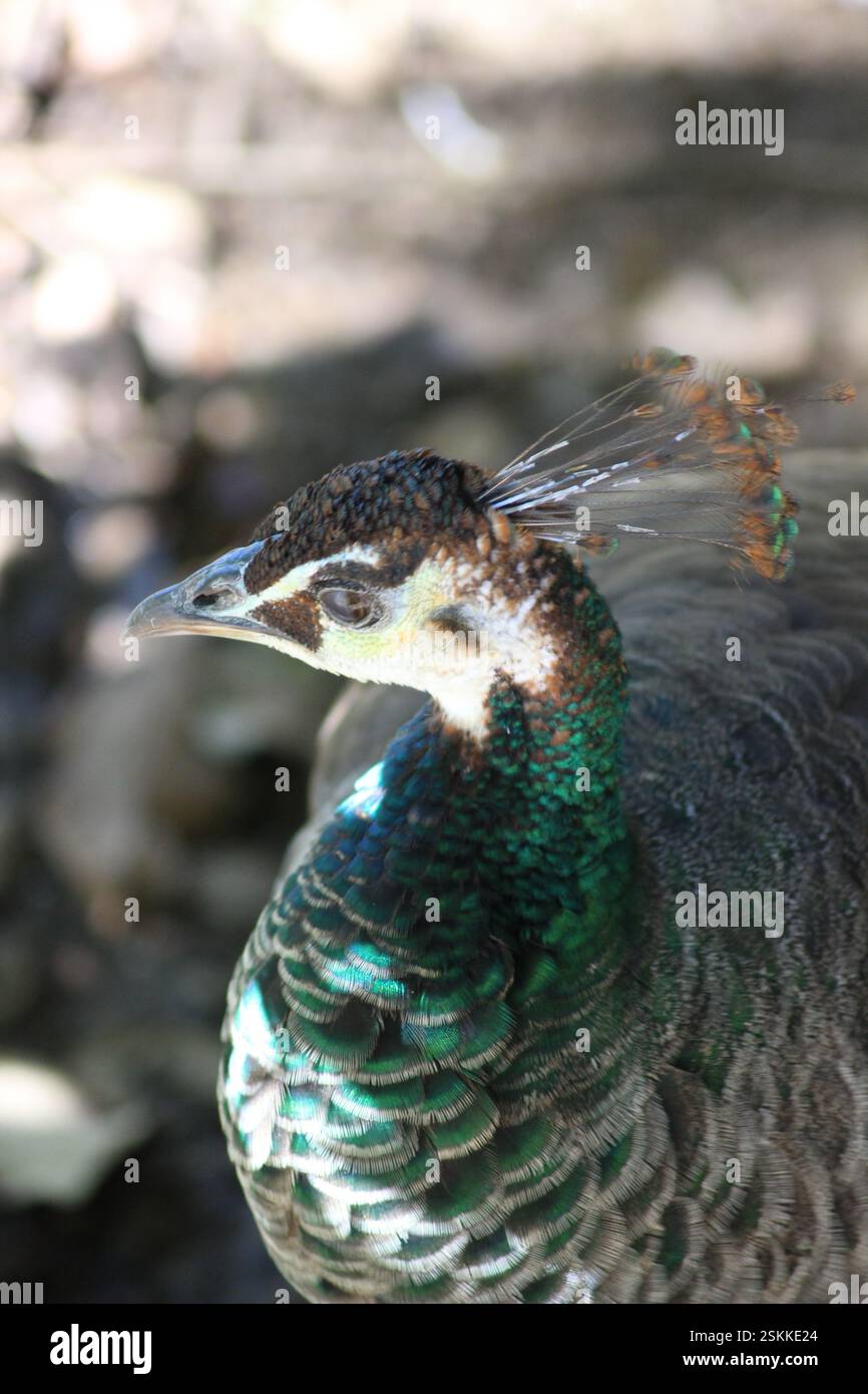 Image of a collection of stuffed insects on display Stock Photo - Alamy