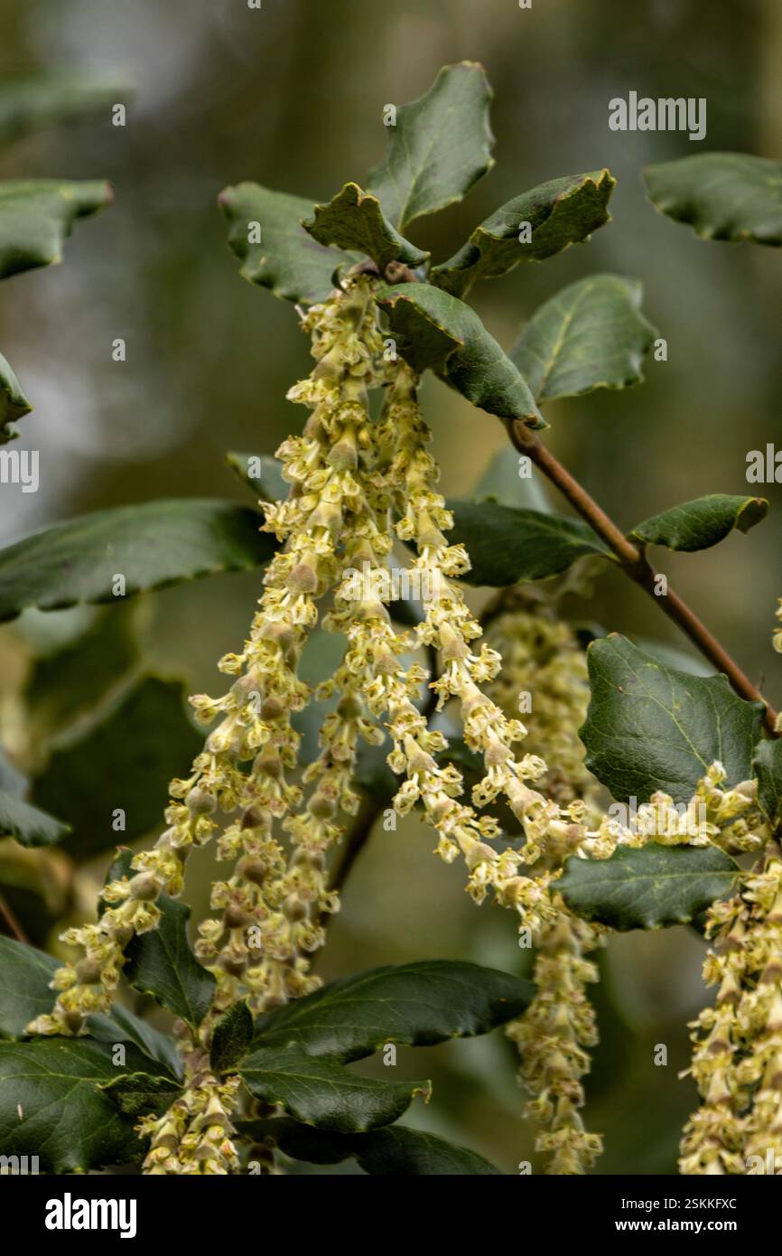 Natural close up plant portrait of the stunning long catkins of Garrya ...