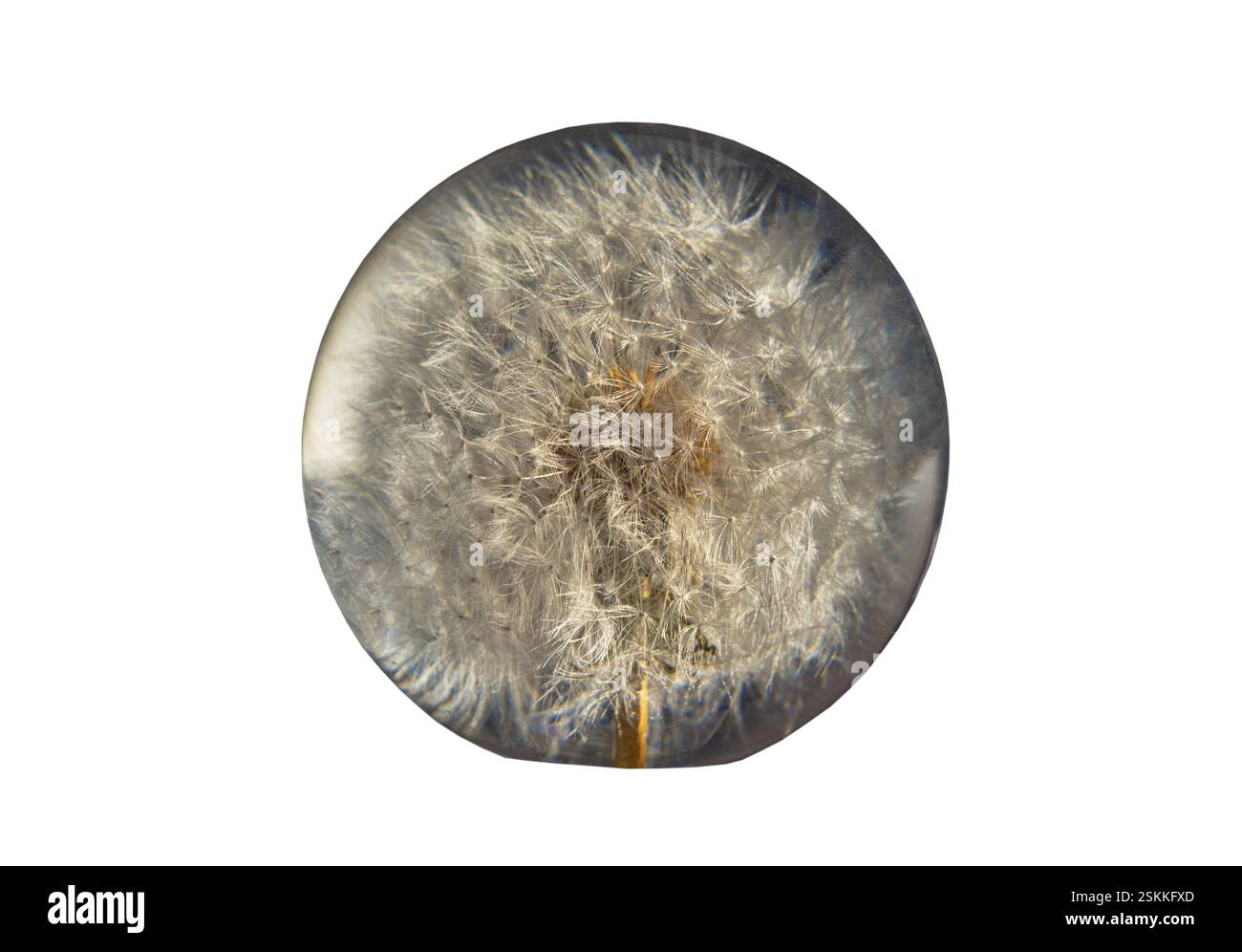 Round crystal paperweight with preserved fresh flower dandelion inside ...