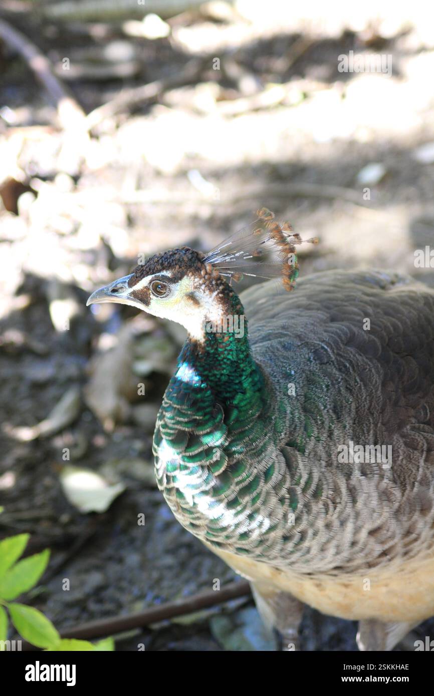 Image of a collection of stuffed insects on display Stock Photo - Alamy