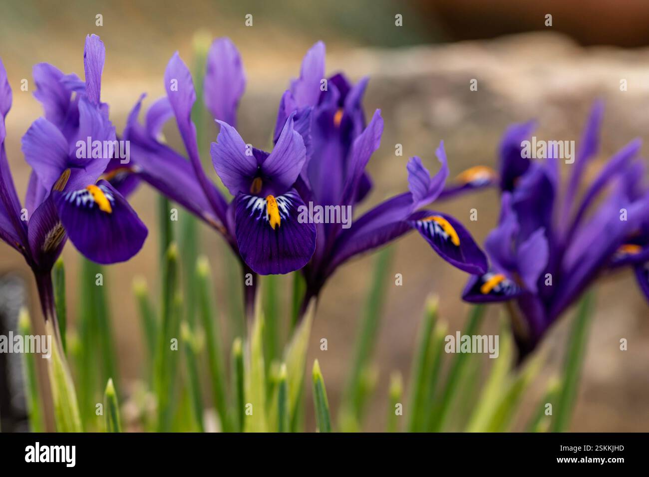 Natural close up flowering plant portrait of Iris Pixie, blooming in ...