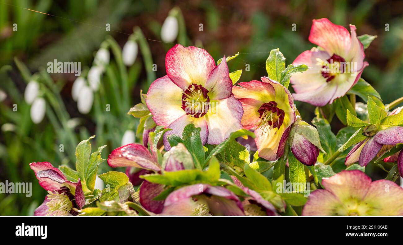 Natural close up flowering plant portrait of the blushing hybrid Lenten ...