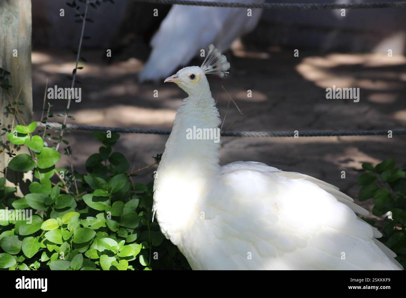 Image of a collection of stuffed insects on display Stock Photo - Alamy