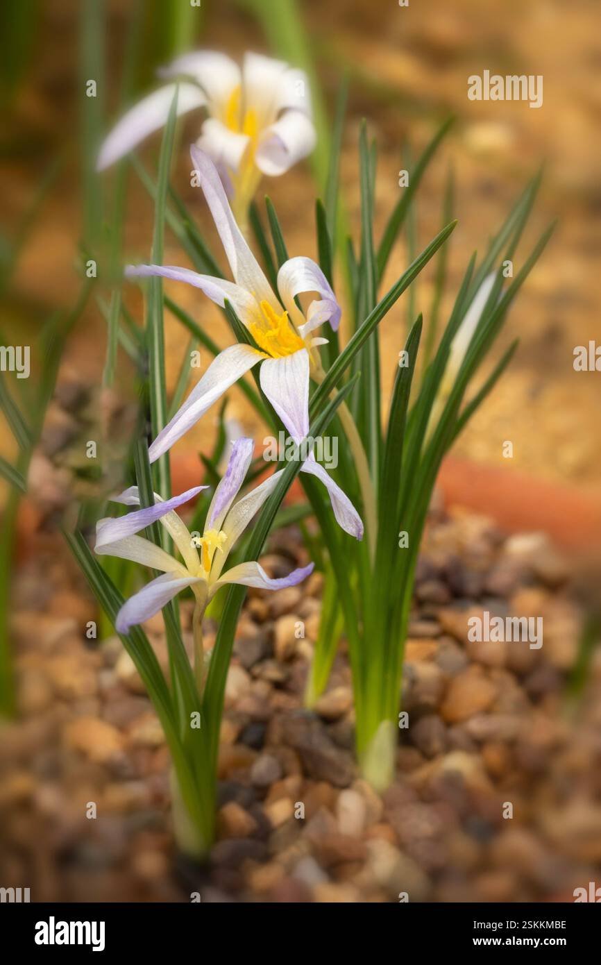 Delightful Crocus Nevadensis. Natural close up flowering plant portrait ...