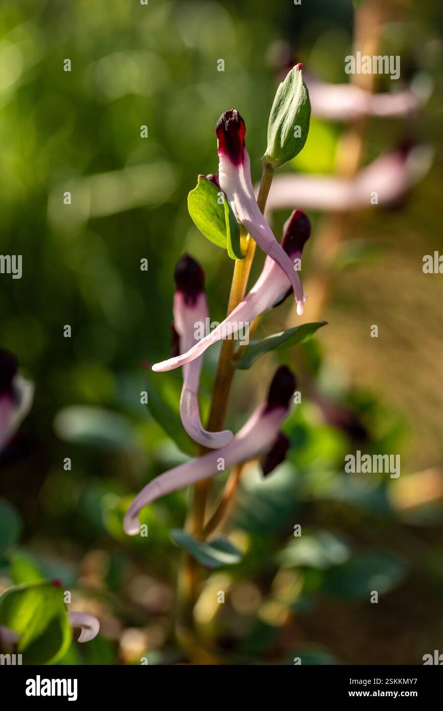 Natural close up flowering plant portrait of the striking Corydalis ...
