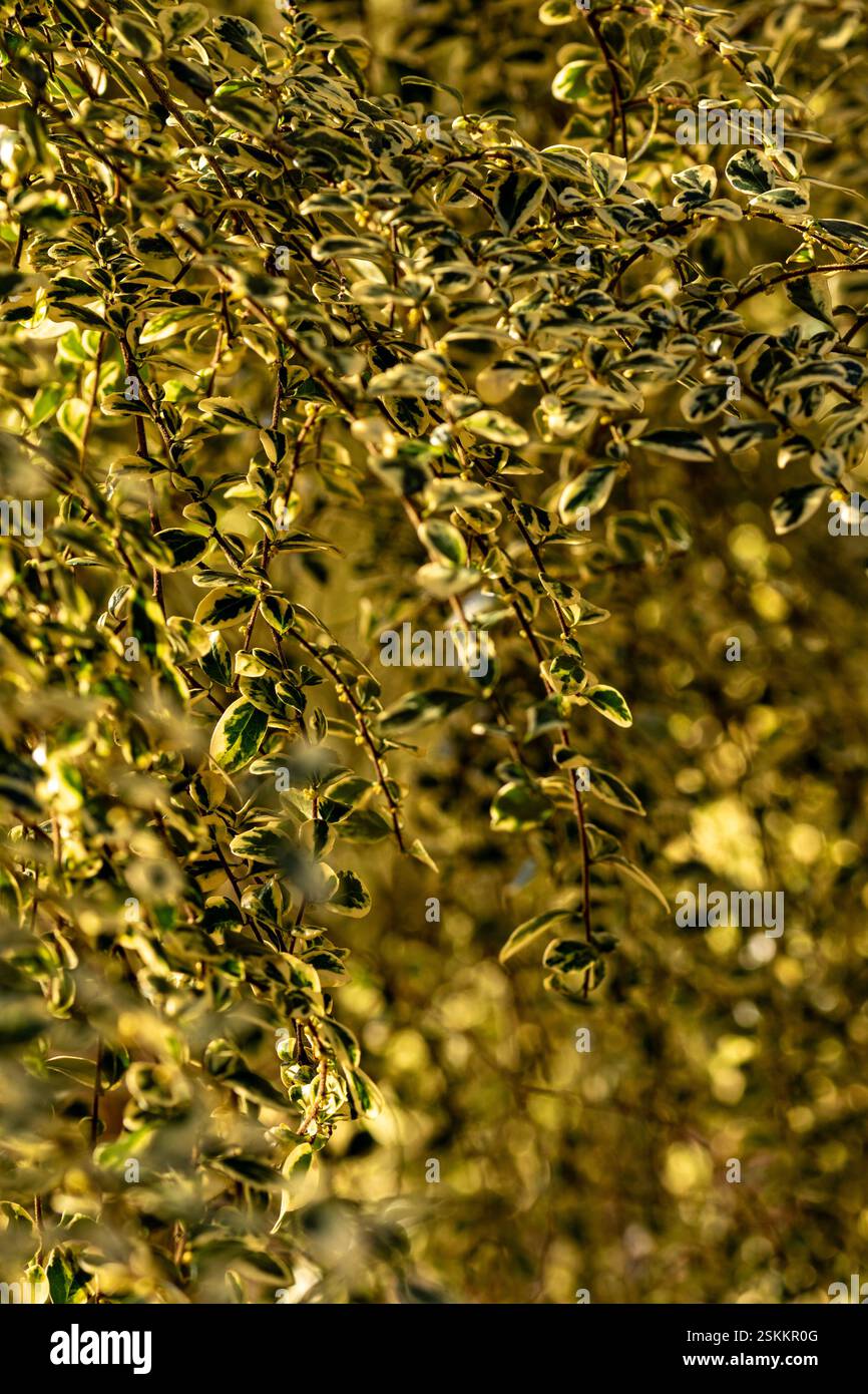 Delightful small tree Azara microphylla variegated (variegated box-leaf ...