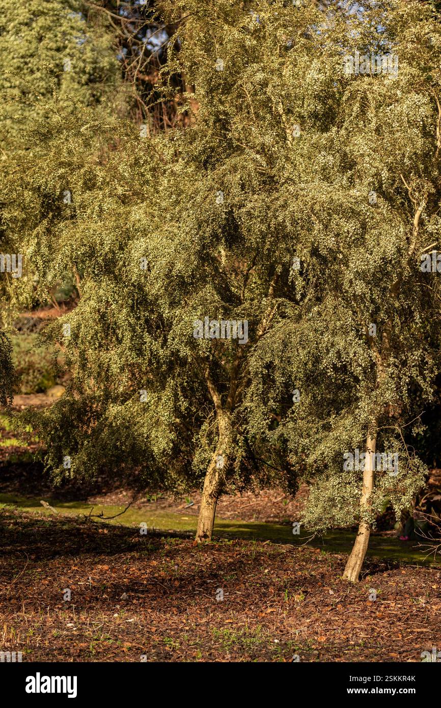 Delightful small tree Azara microphylla variegated (variegated box-leaf ...