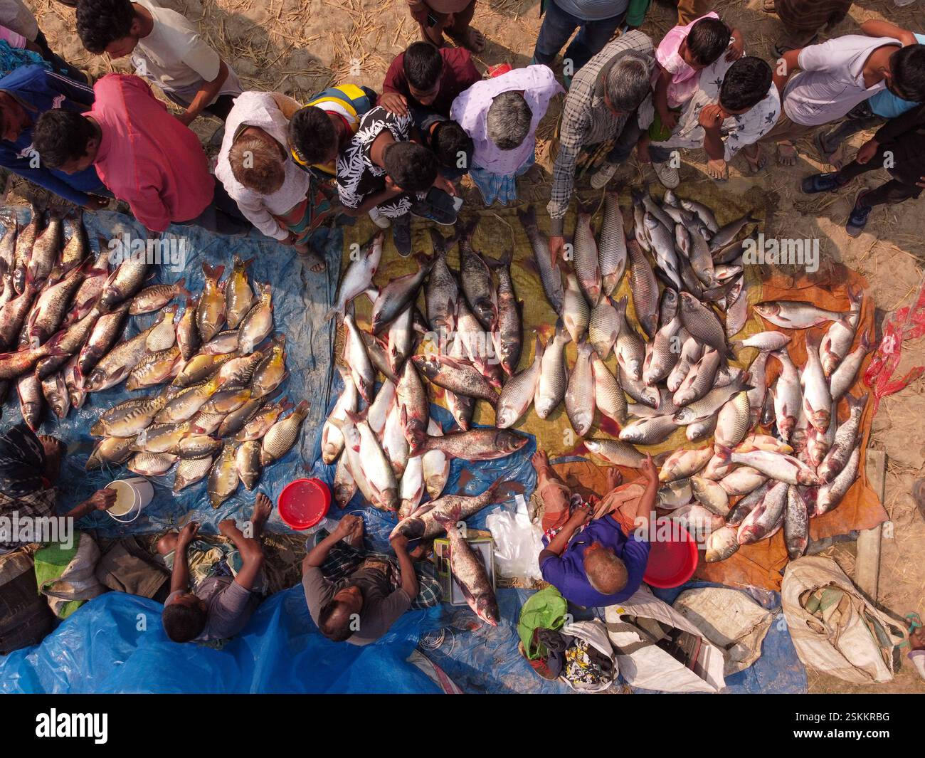 February 12, 2025, Bogra, Rajshahi, Bangladesh: Hundreds of fish are laid out for sale at a ...