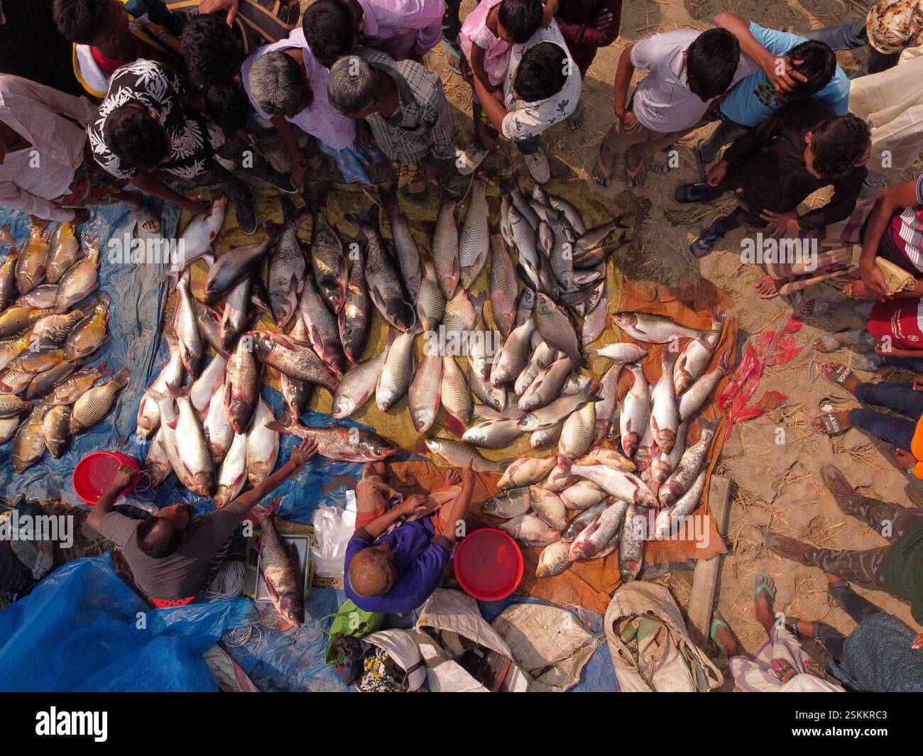 Bogra, Rajshahi, Bangladesh. 12th Feb, 2025. Hundreds of fish are laid ...
