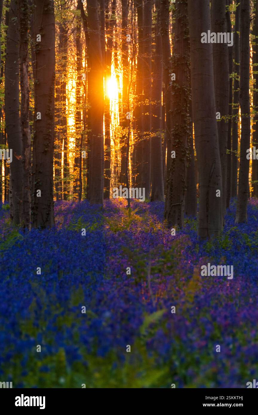 The rising sun illumingating a flowerbed of bluebells in the Hallerbos ...