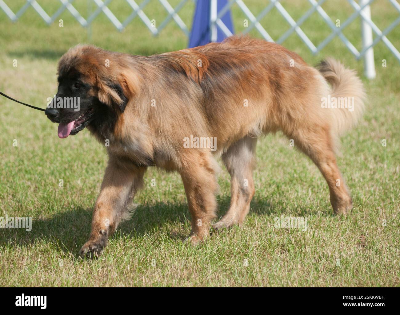 Leonberger striding in the dog show ring Stock Photo - Alamy