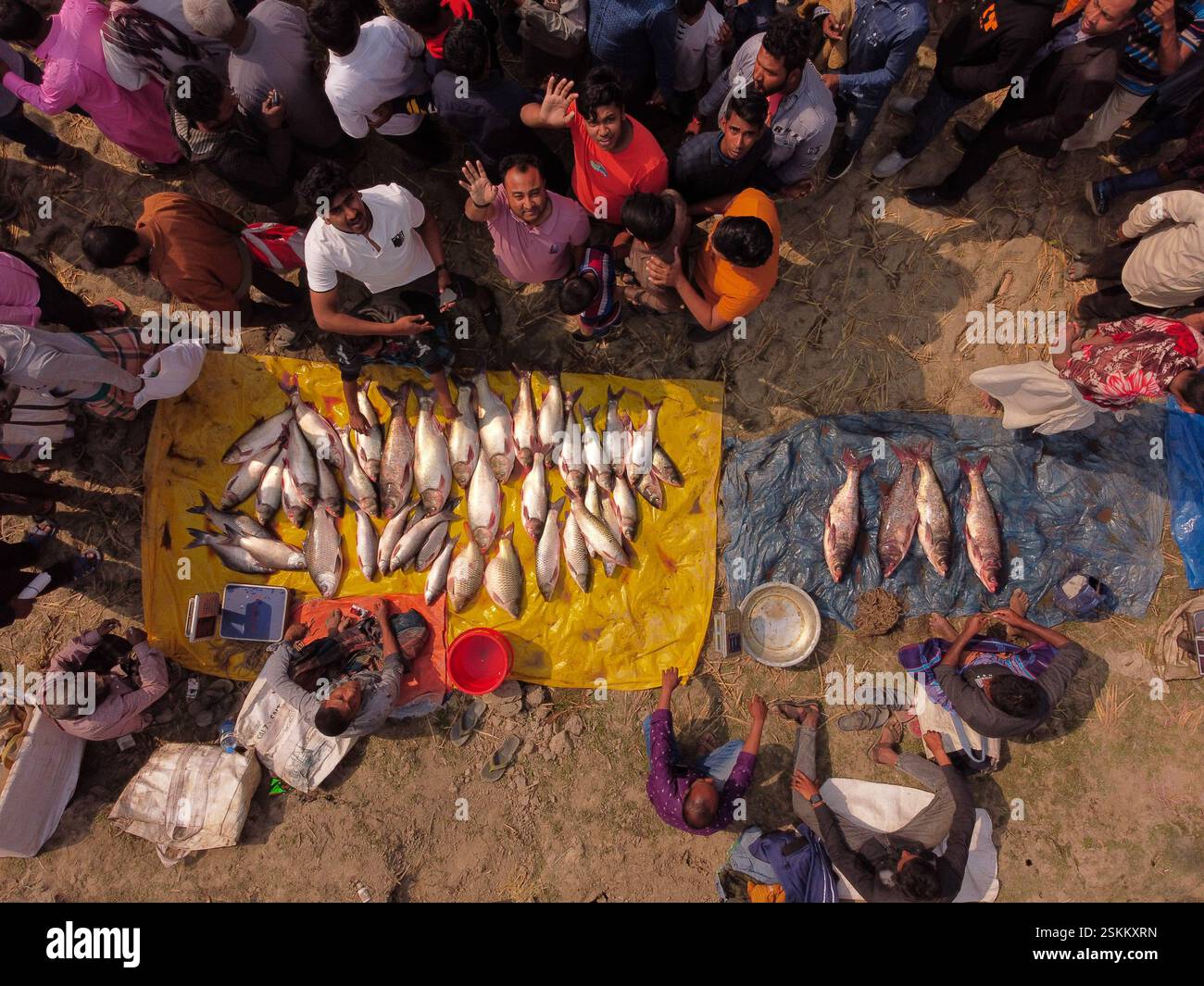February 12, 2025, Bogra, Rajshahi, Bangladesh: Hundreds of fish are ...